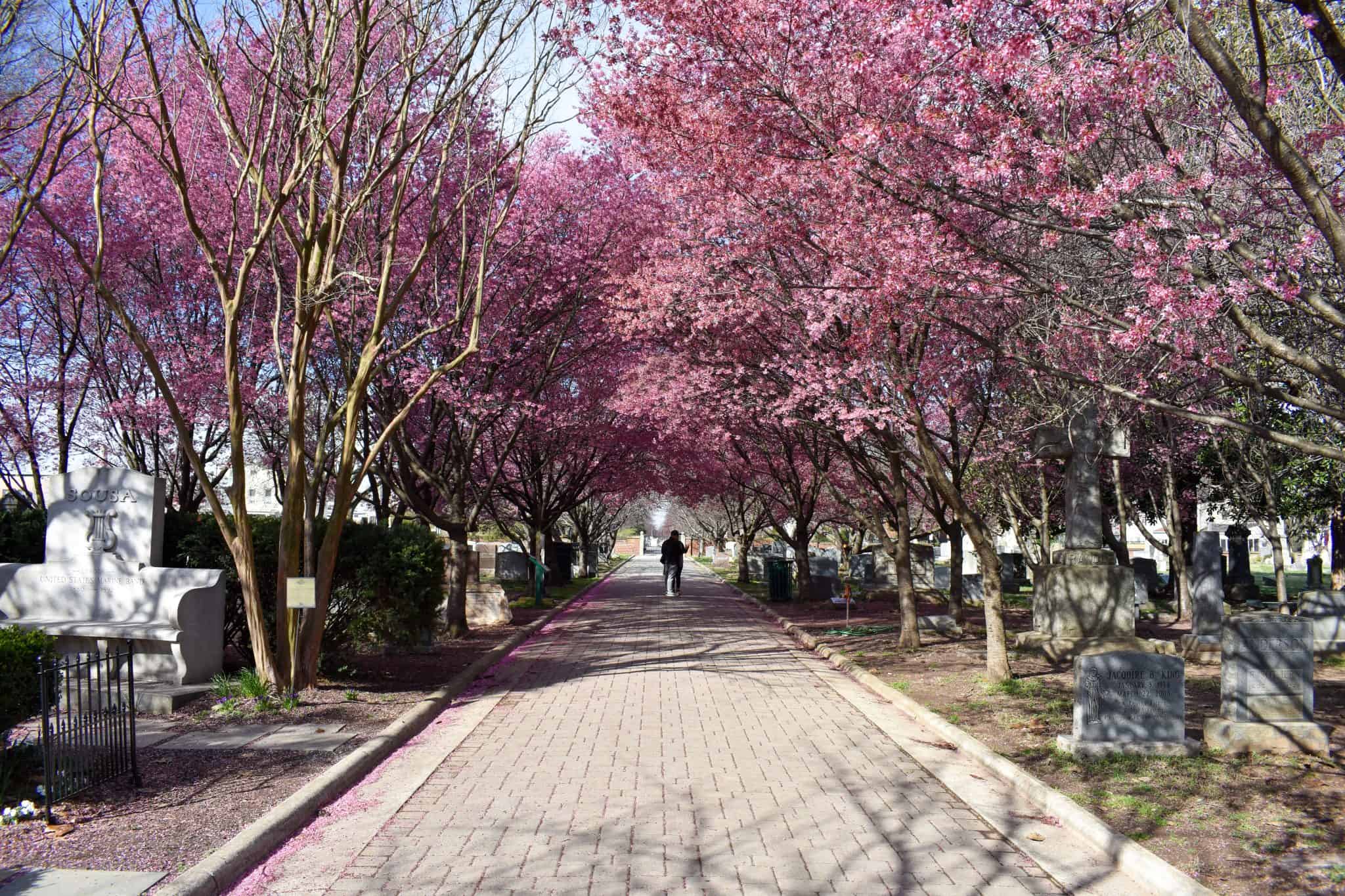 DC Cherry Blossoms Without Crowds - Not Bored in DC