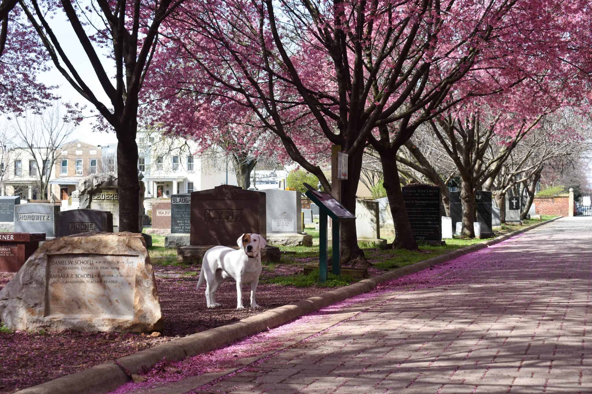 DC Cherry Blossoms Without Crowds - Not Bored in DC