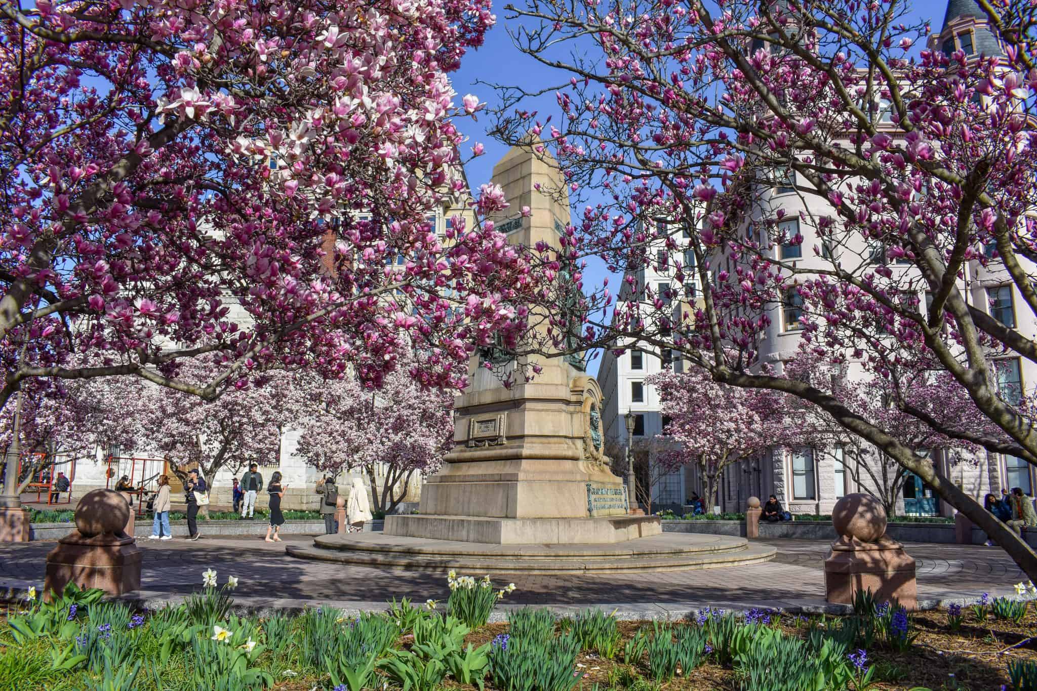 13 Best Places to See Saucer Magnolias in Washington DC - Not Bored in DC