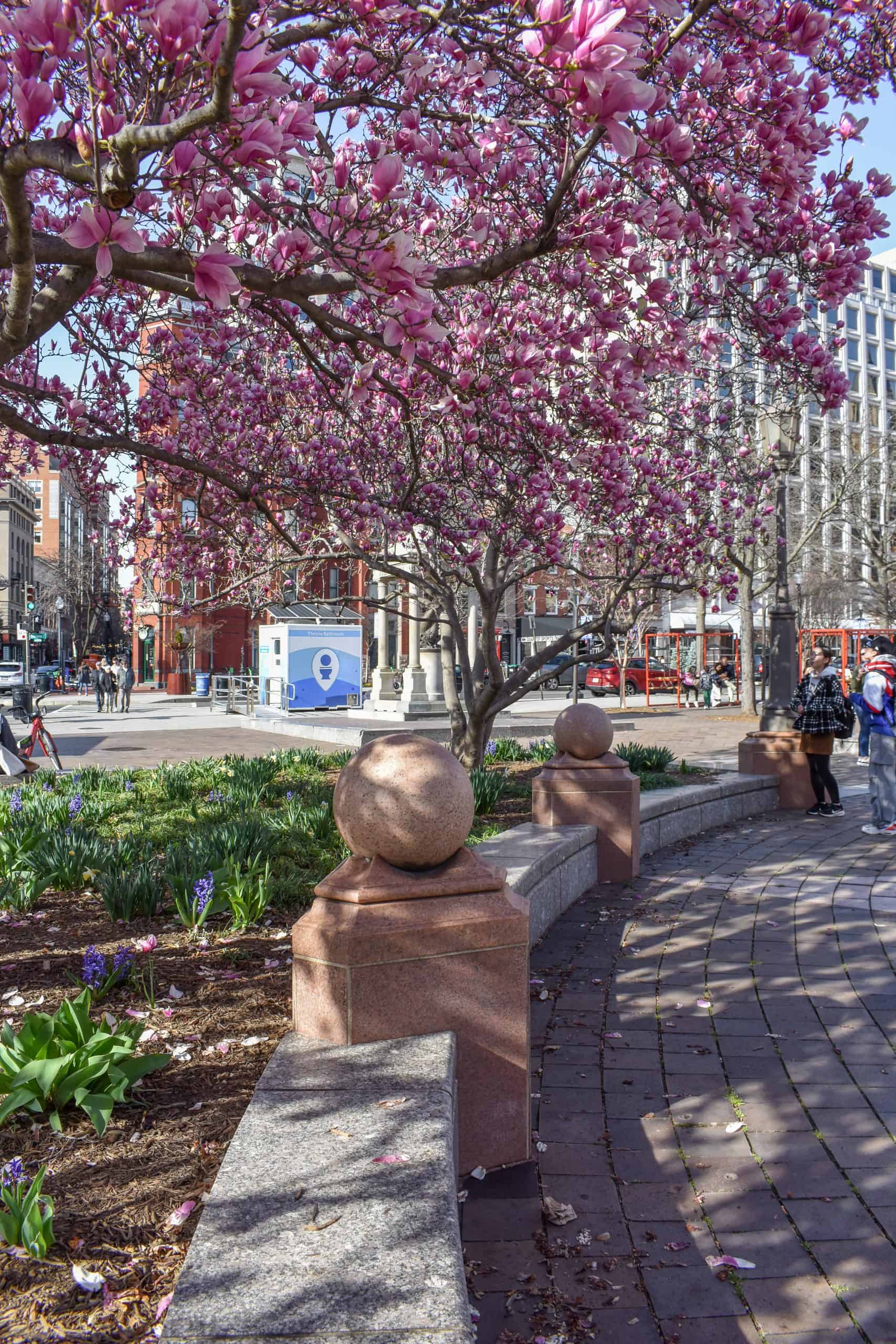 13 Best Places to See Saucer Magnolias in Washington DC - Not Bored in DC