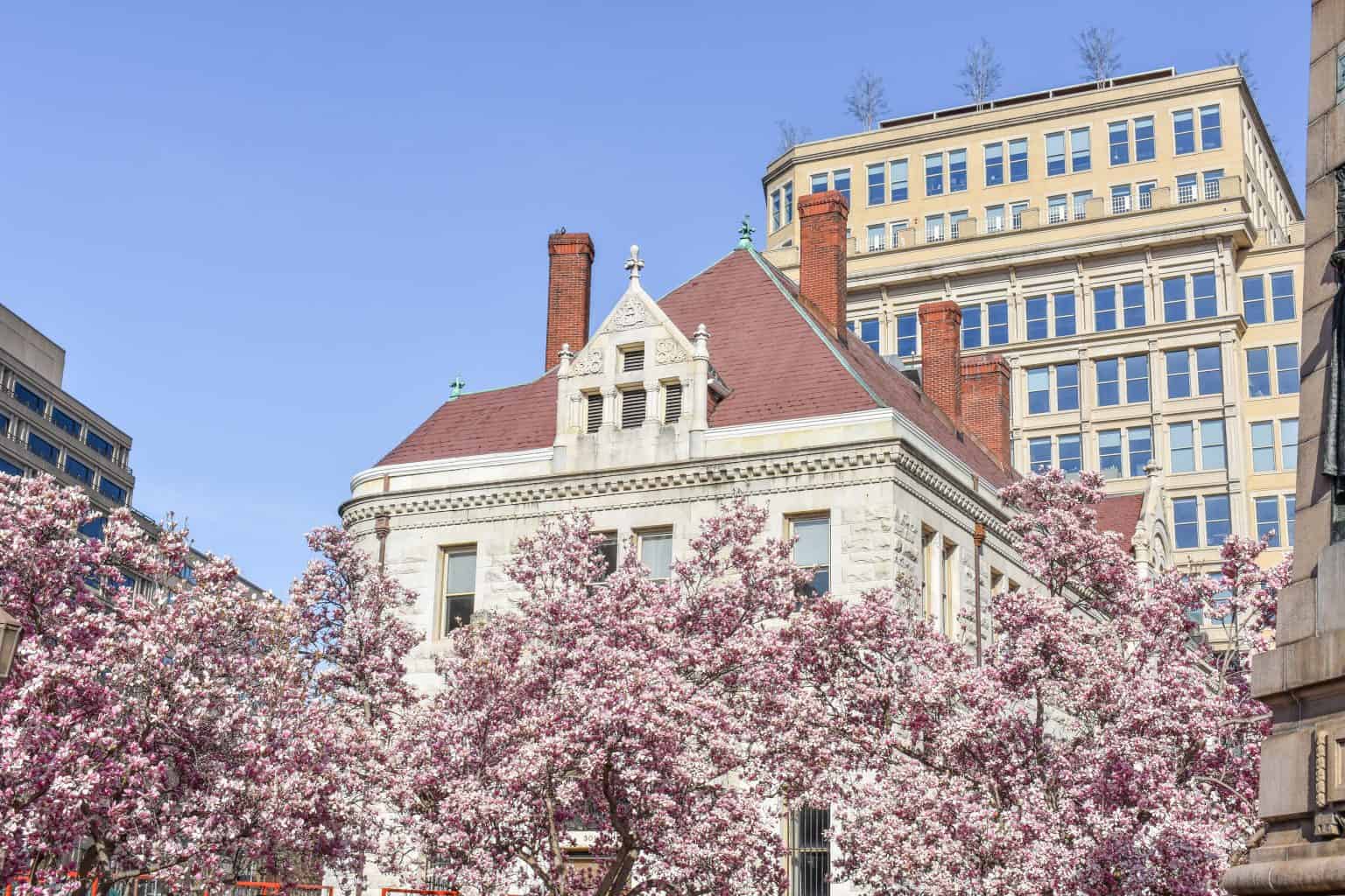 13 Best Places to See Saucer Magnolias in Washington DC - Not Bored in DC