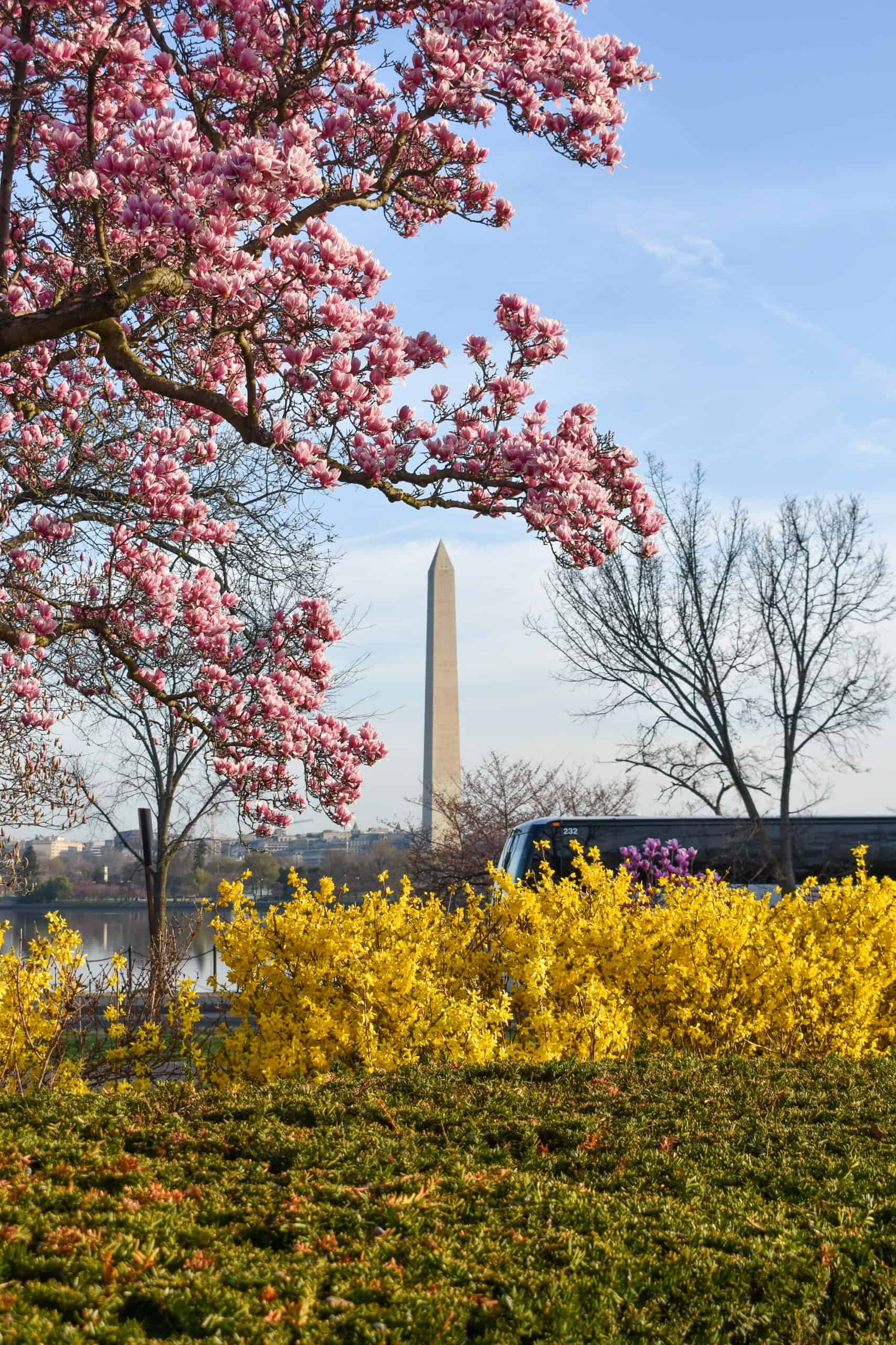 13 Best Places to See Saucer Magnolias in Washington DC - Not Bored in DC