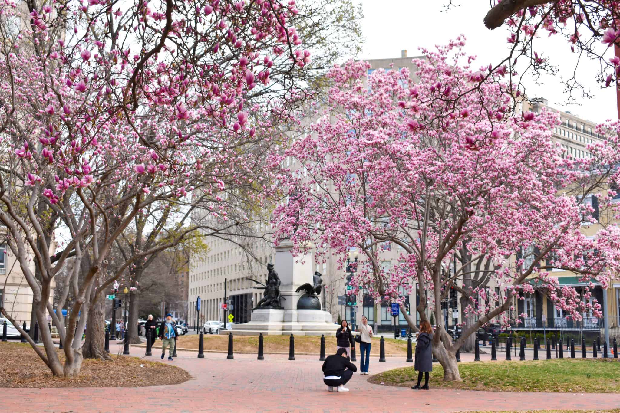 13 Best Places to See Saucer Magnolias in Washington DC - Not Bored in DC