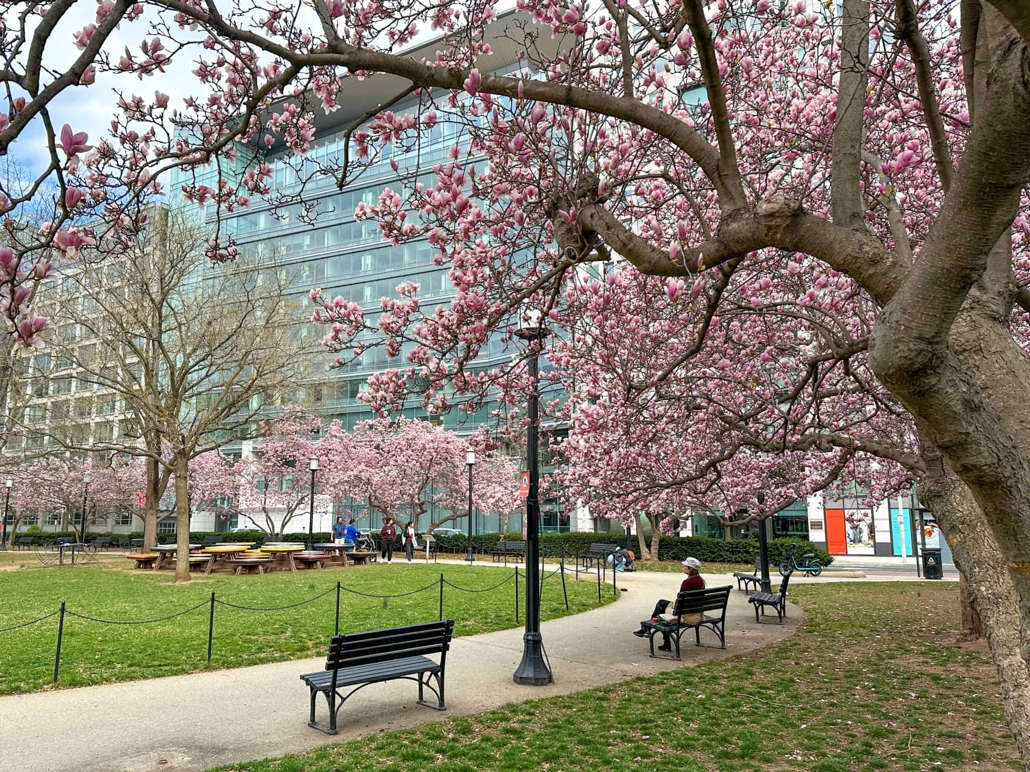 13 Best Places to See Saucer Magnolias in Washington DC - Not Bored in DC