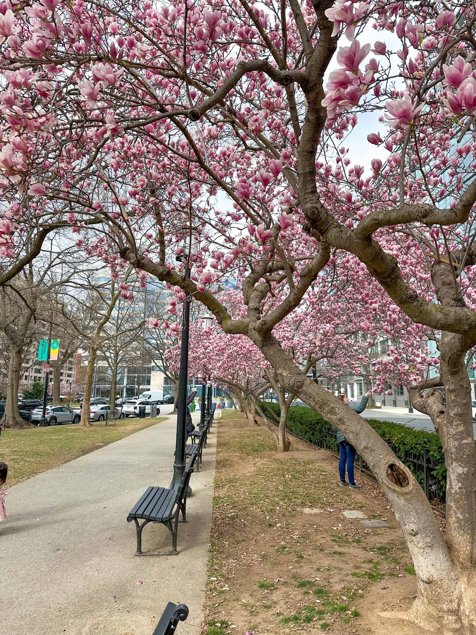 13 Best Places to See Saucer Magnolias in Washington DC - Not Bored in DC