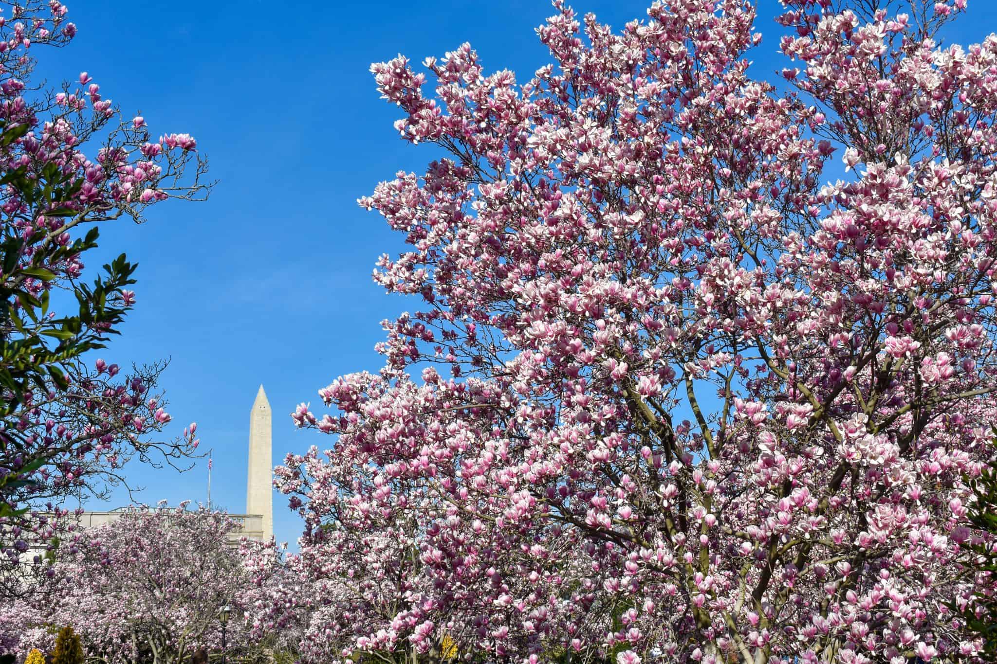 13 Best Places to See Saucer Magnolias in Washington DC - Not Bored in DC